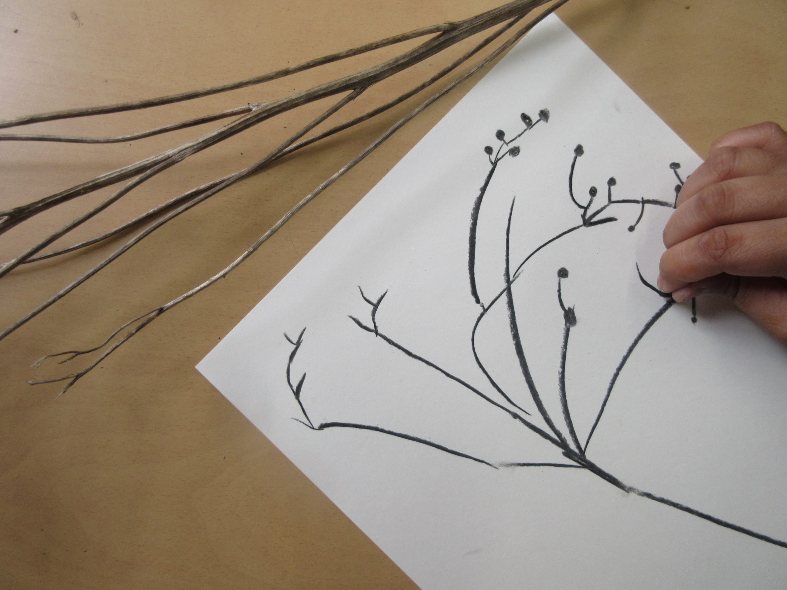 Year 3 Art: Observational drawings of plants – Blue Gate Fields Junior ...